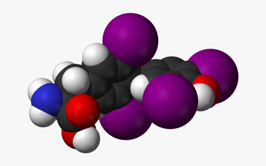 Pfizer S Levoxyl Drug Will Be Back On The Shelves Following - Hormona ...