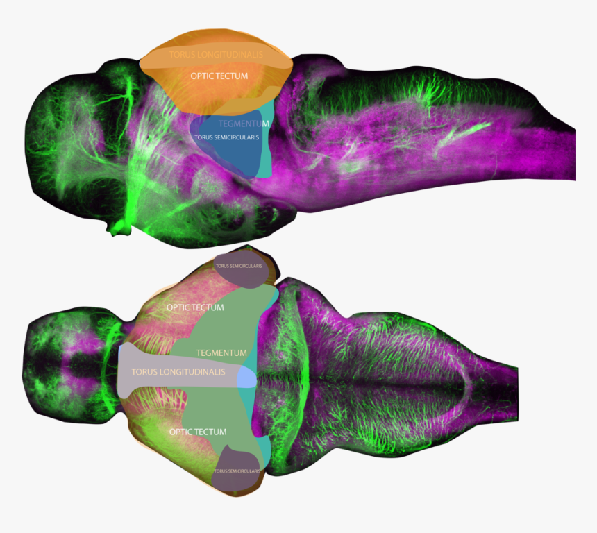 Midbrain Navigation-01, HD Png Download , Transparent Png Image - PNGitem