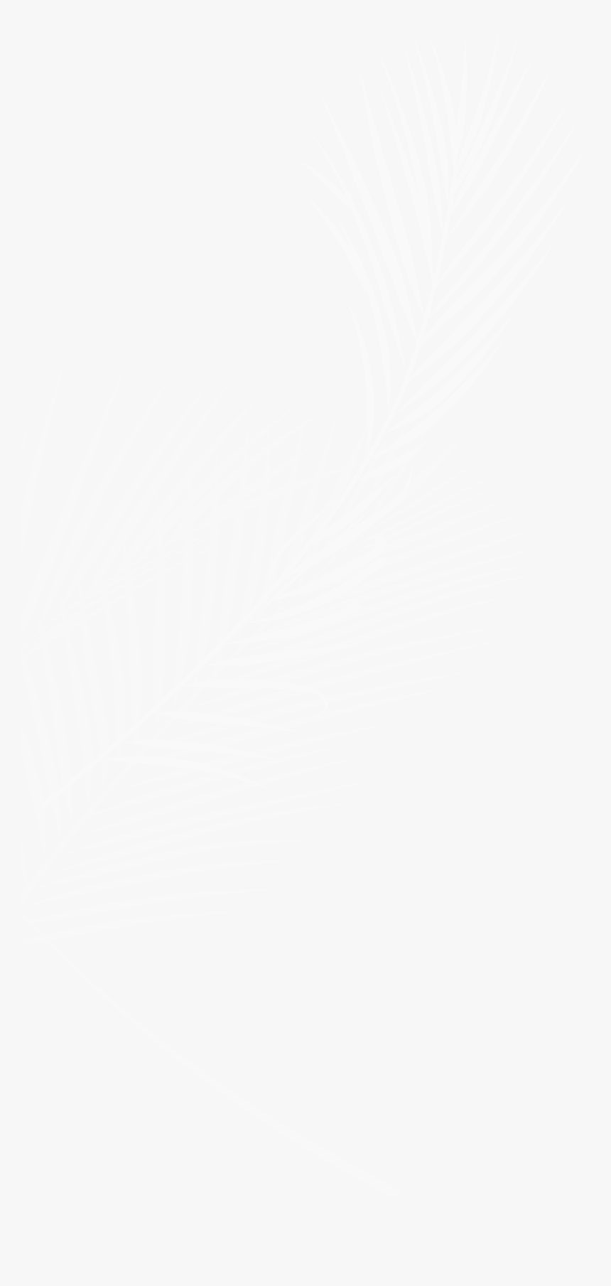 Plan White, HD Png Download , Transparent Png Image - PNGitem