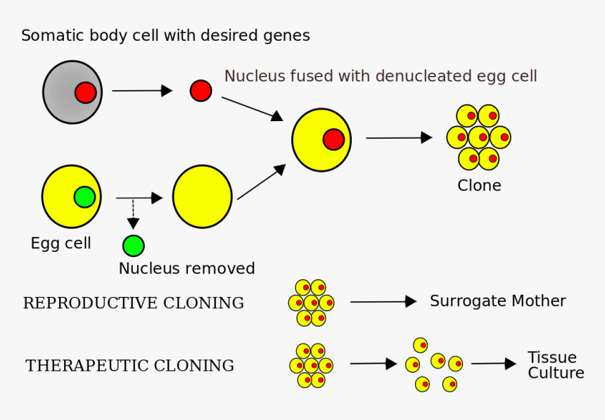 Somatic Cell Nuclear Transfer Steps, HD Png Download , Transparent Png ...