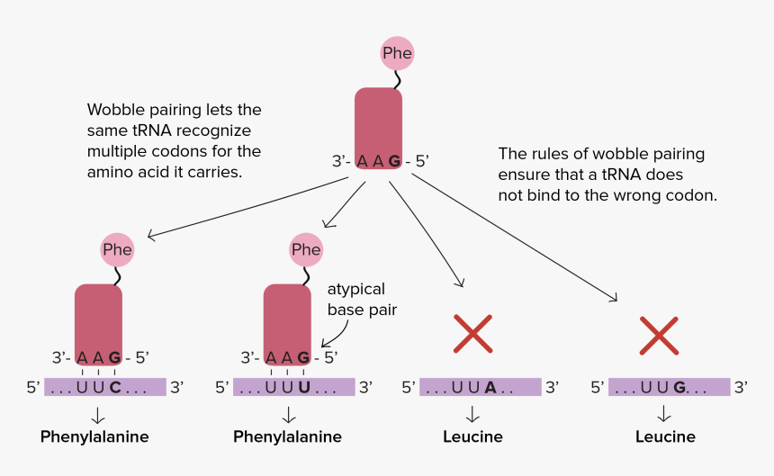 Trna Reads 5 To 3, HD Png Download , Transparent Png Image - PNGitem