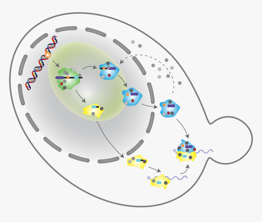 Ribosome Biogenesis , Png Download - Biogénèse Des Ribosomes ...