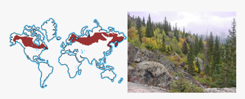 Picture - Taiga Biome Located, HD Png Download , Transparent Png Image ...