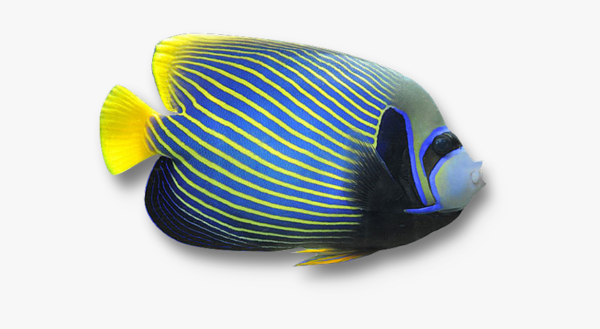 Angelfish White Background, HD Png Download , Transparent Png Image ...