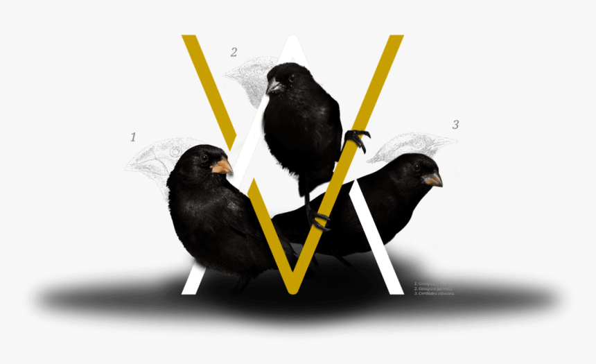 3 Darwin S Finches And Arcane Digital Marketing Agency - Blackbird, HD ...