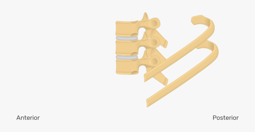 Lateral View Of The Ribs Articulating With The Thoracic - Wood, HD Png ...