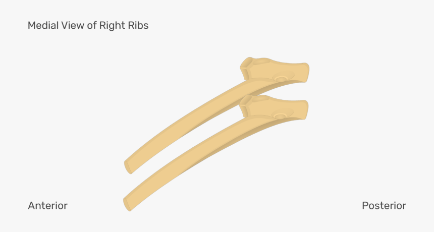 Medial View Of The Right Ribs - Rib Get Body Smart, HD Png Download ...