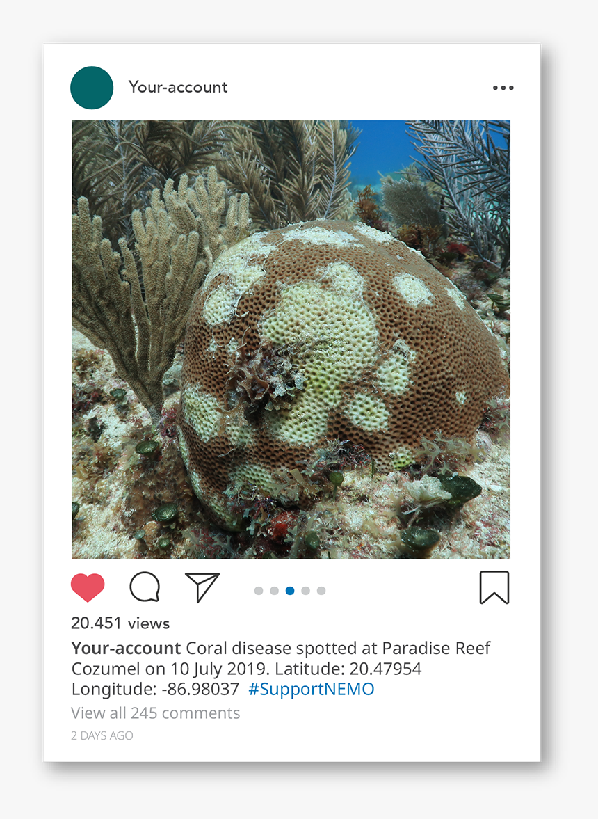 Marine Biology, HD Png Download , Transparent Png Image - PNGitem