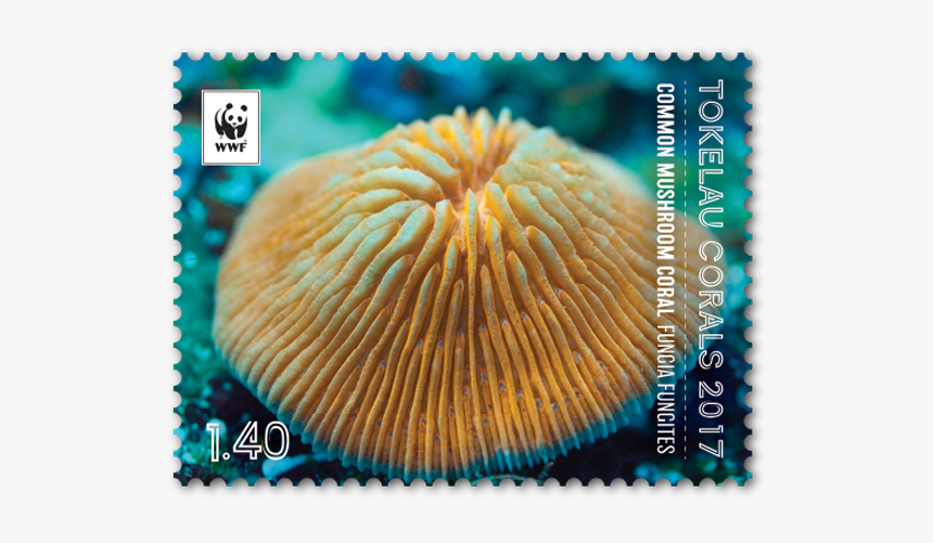 Brain Coral, HD Png Download , Transparent Png Image - PNGitem