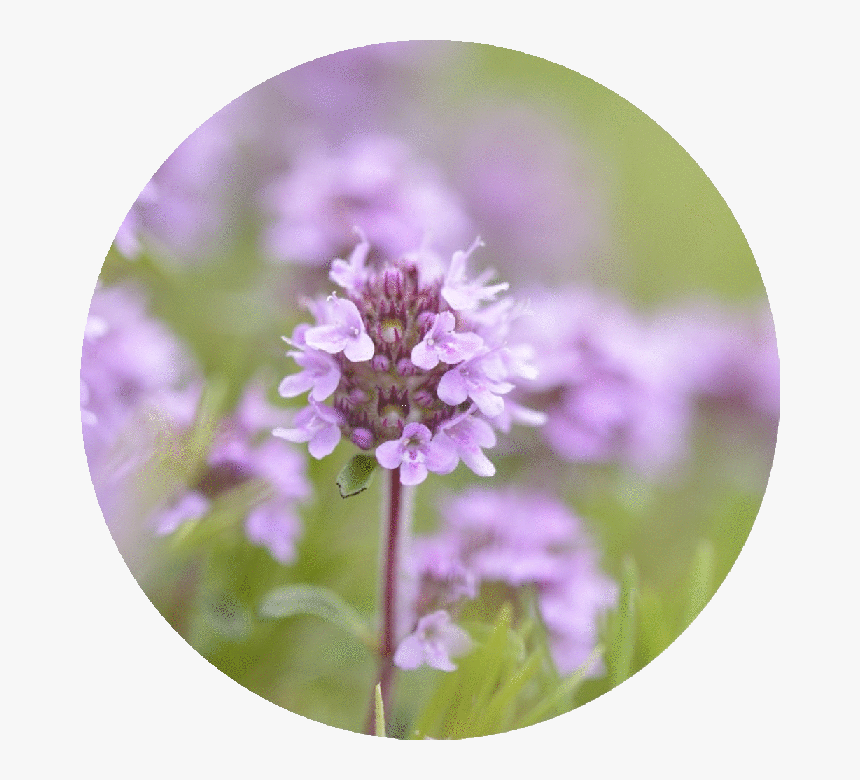 Thyme Png, Transparent Png , Transparent Png Image - PNGitem