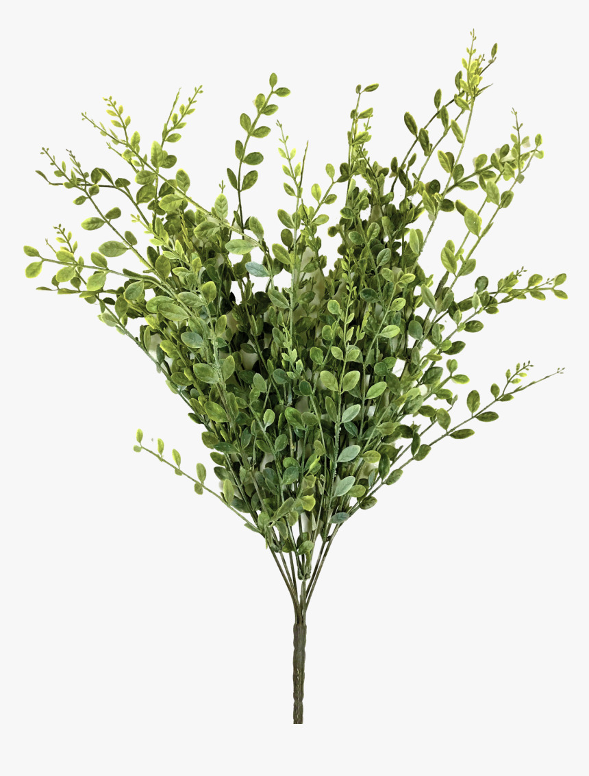 Yellow/green Boxwood Bush, HD Png Download , Transparent Png Image ...