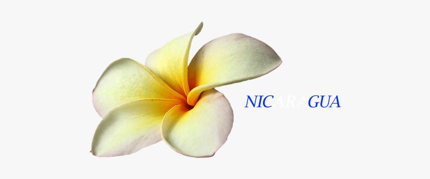Flower Flor De Nicaragua Sacuanjoche, HD Png Download , Transparent Png ...