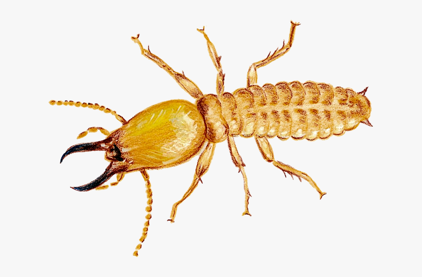 Termite Png Photo - Do Termites Look Like In Australia, Transparent Png ...