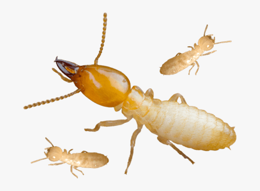 Termite Png, Transparent Png , Transparent Png Image - PNGitem