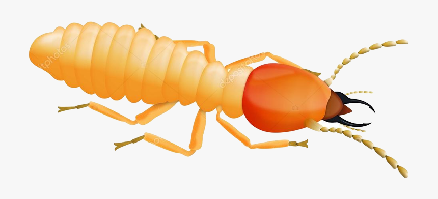 Termite, HD Png Download , Transparent Png Image - PNGitem