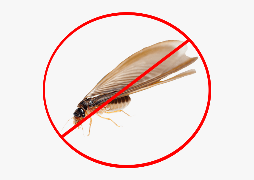 Crane Flies, HD Png Download , Transparent Png Image - PNGitem