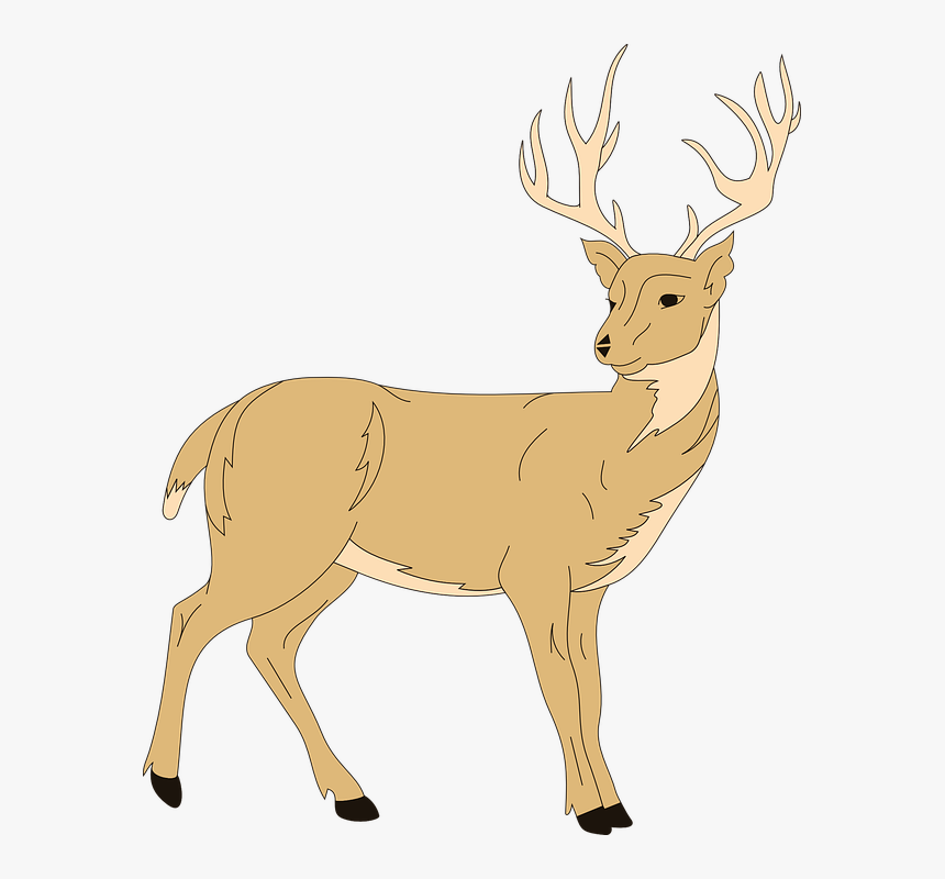 Deer Forest Animal - Clip Art Of Deer, HD Png Download , Transparent ...