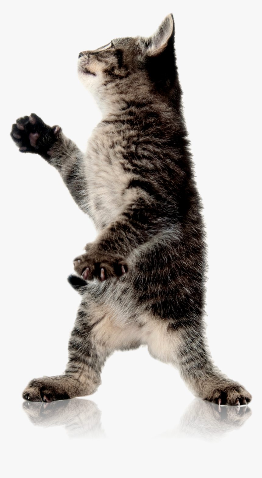 Cat Standing Up Transparent Background - Cat Image Transparent ...