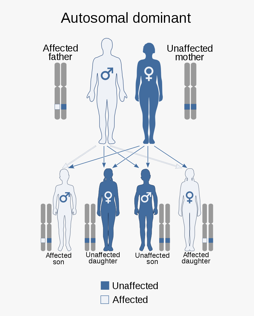Autosomal Dominant, HD Png Download , Transparent Png Image - PNGitem