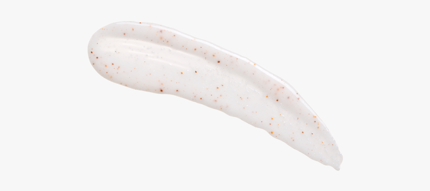 Marine Invertebrates, HD Png Download , Transparent Png Image - PNGitem