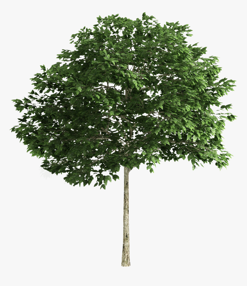 Small Tree Png, Transparent Png , Transparent Png Image - PNGitem
