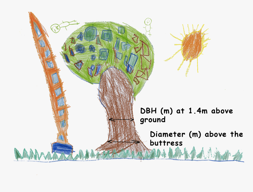 Tree Protection Zone And Structural Root Zone Calculator - Tpz ...
