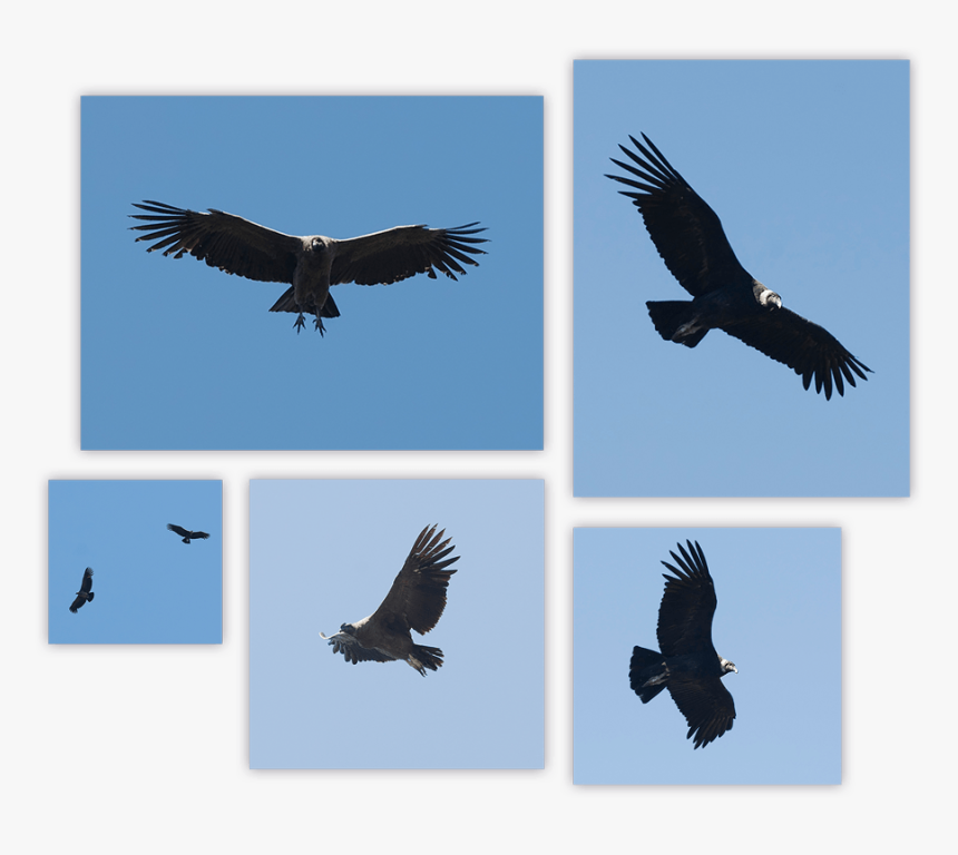 Andean Condor Summary - Hawk, HD Png Download , Transparent Png Image ...