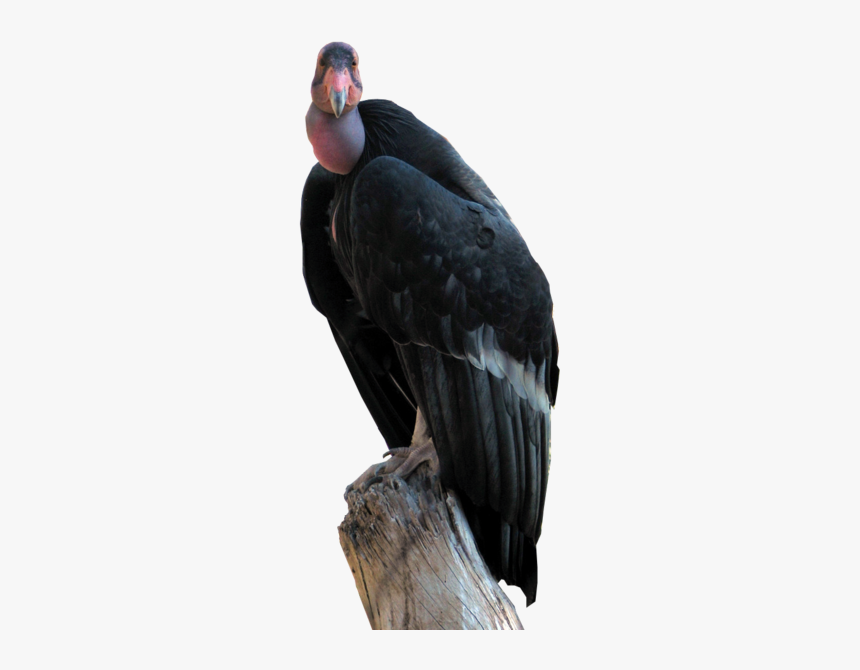 California Condor, HD Png Download , Transparent Png Image - PNGitem