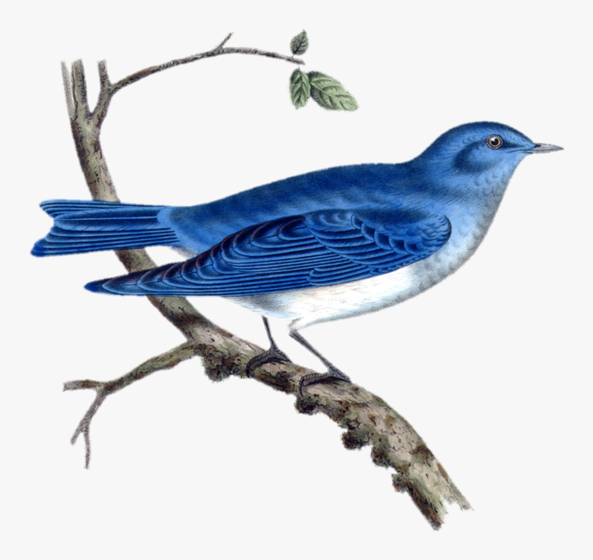 Vintage Bird Illustration Public Domain