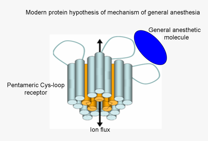Modern Mechanism Of General Anesthesia, HD Png Download , Transparent ...