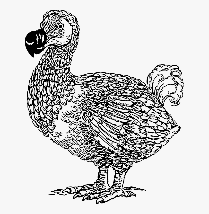 Dodo - Dodo Bird Line Art, HD Png Download , Transparent Png Image ...