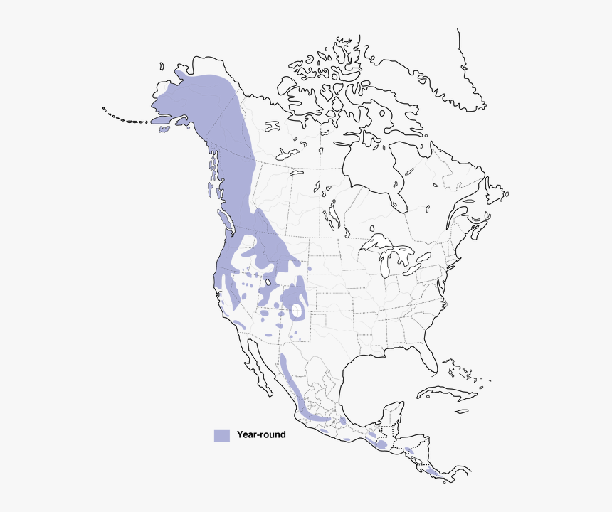 Bonaparte's Gull Range, HD Png Download , Transparent Png Image - PNGitem