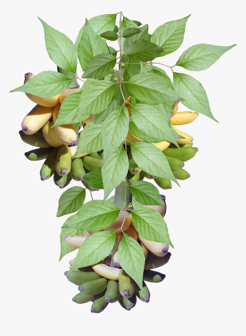 Plant Texture Png, Transparent Png , Transparent Png Image - PNGitem