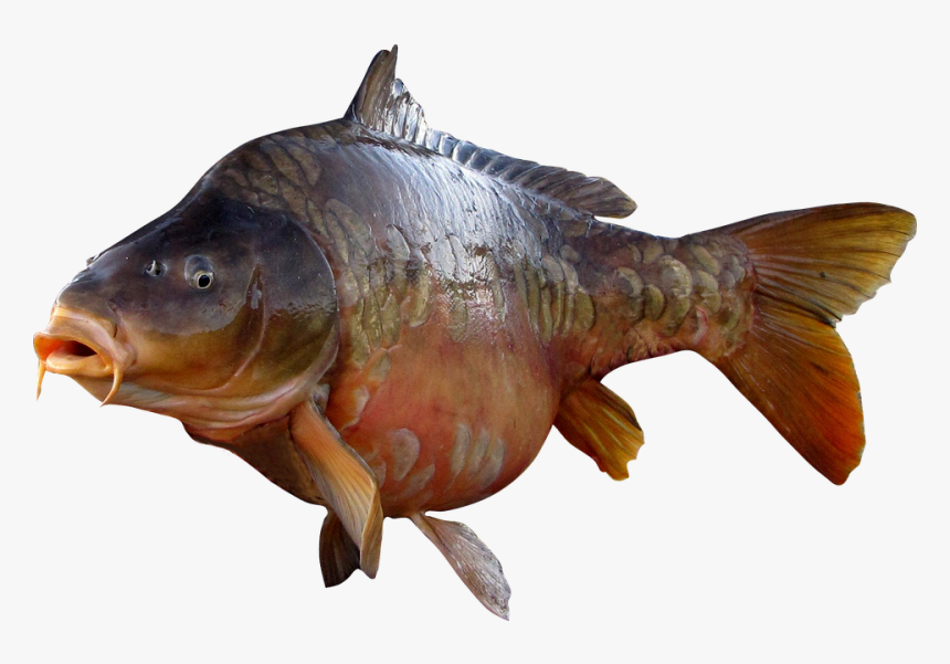 Crap, Pește, Lac, Pescuit - Carp Fantasy, HD Png Download , Transparent ...