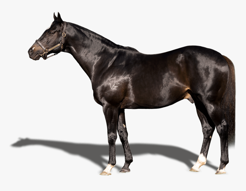 Stallion, HD Png Download , Transparent Png Image - PNGitem