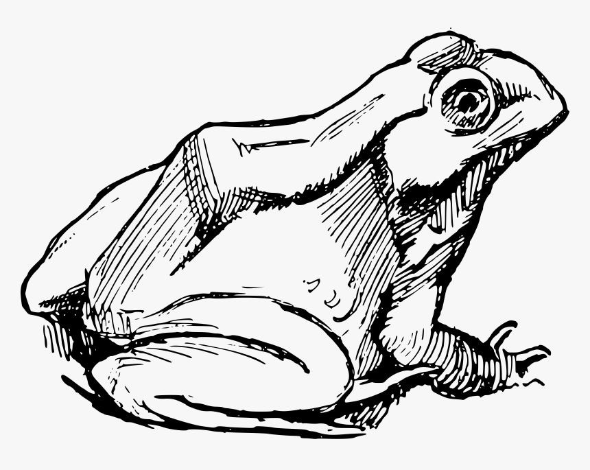 Simple Frog Clip Arts - Frog Drawing Png, Transparent Png , Transparent ...