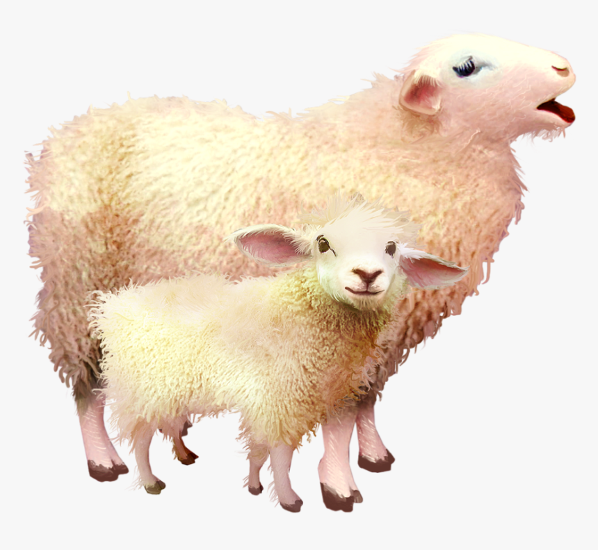 #sheep #mama #baby #freetoedit - Baby Sheep Png, Transparent Png ...