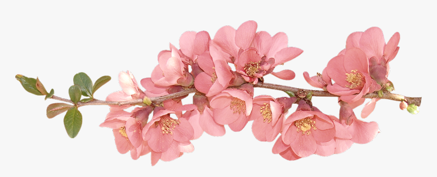 Transparent Spring Blossom - Transparent Background Spring Flowers ...