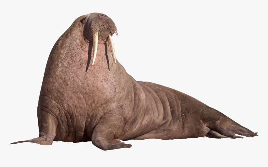 Walrus Png, Transparent Png , Transparent Png Image - PNGitem
