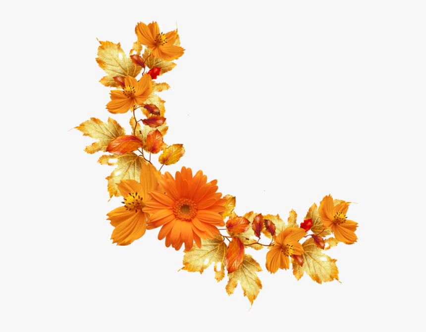 Orange Flowers Background Images | Best Flower Site