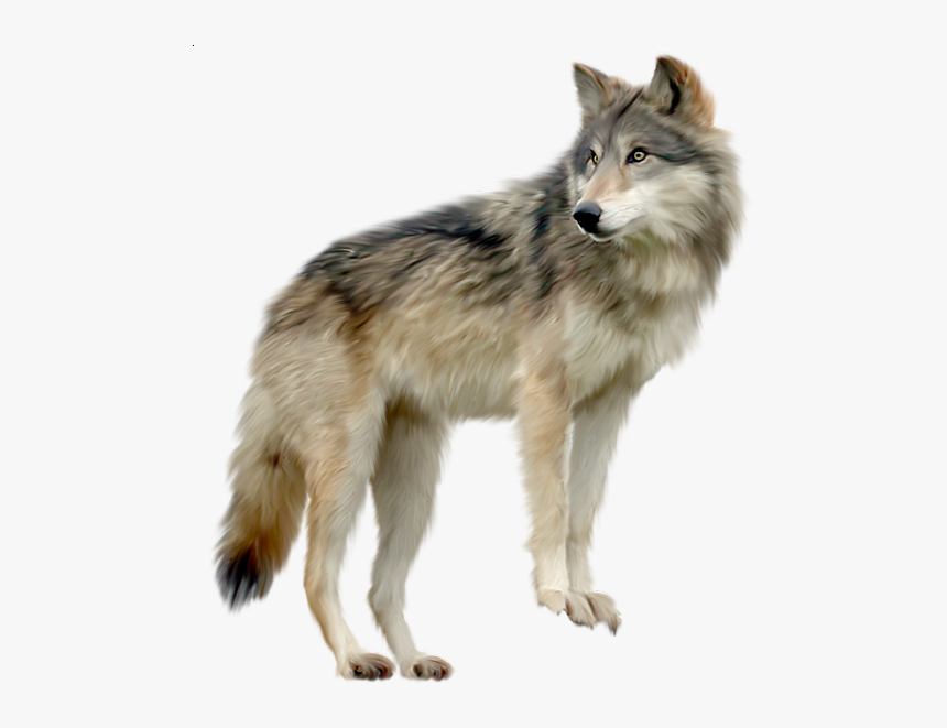 Wolf Png, Transparent Png , Transparent Png Image - PNGitem