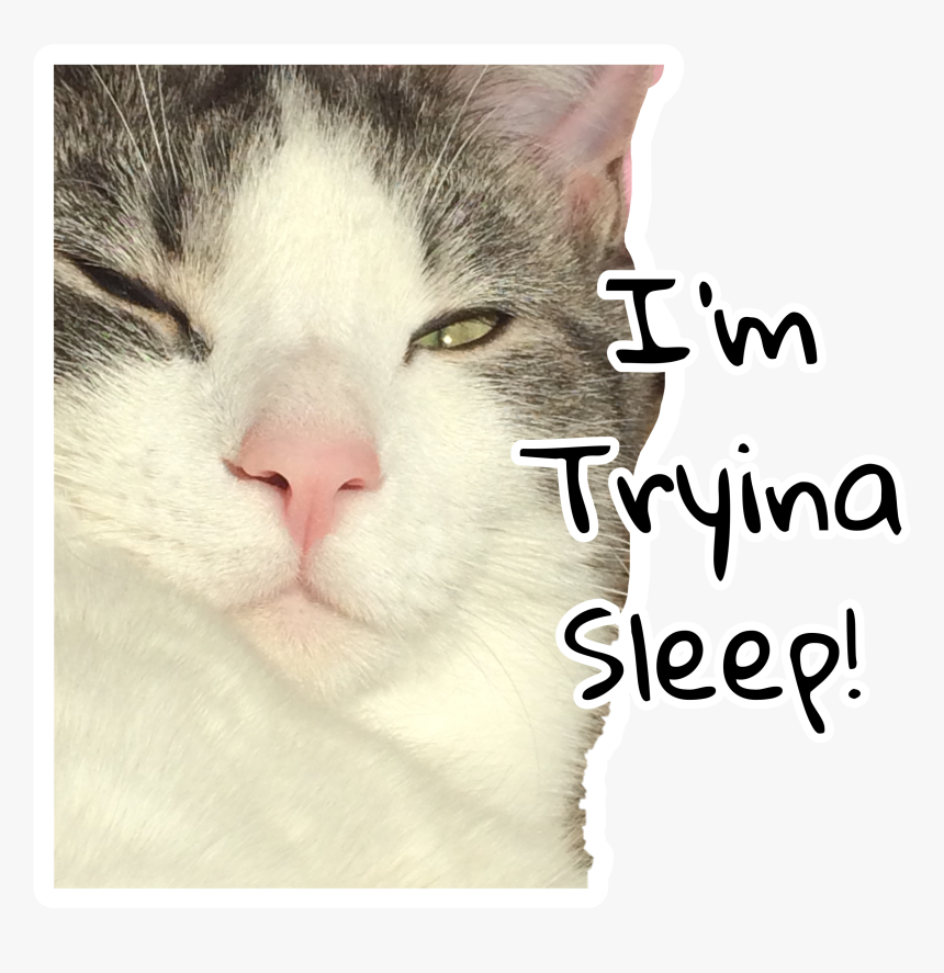 Transparent Forever Alone Meme Png - Domestic Short-haired Cat, Png ...