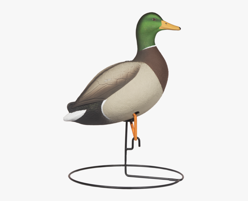 Mallard, HD Png Download , Transparent Png Image - PNGitem
