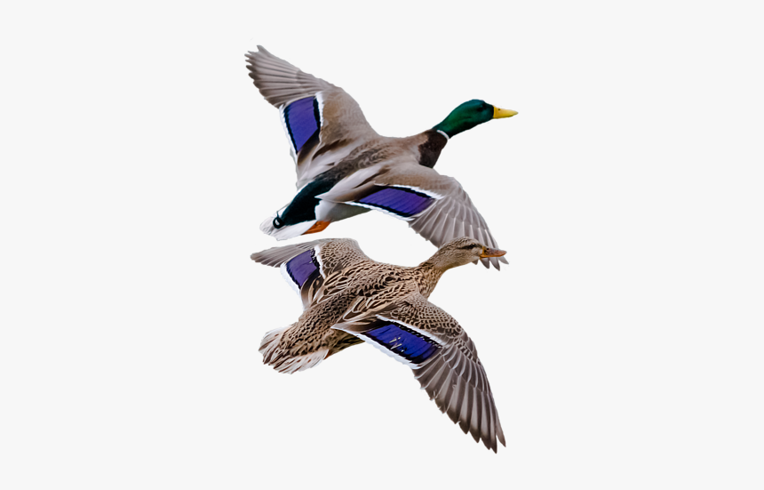 Mallard, HD Png Download , Transparent Png Image - PNGitem