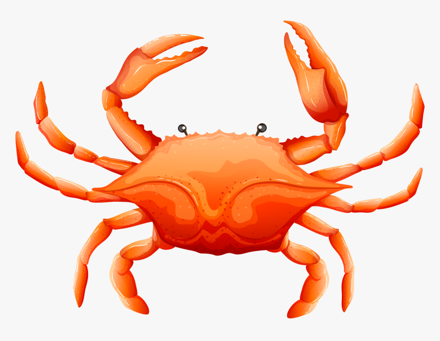 Sea Life Pinterest Album, HD Png Download , Transparent Png Image - PNGitem