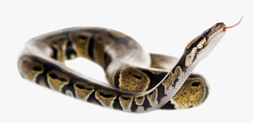 Ball Python Png