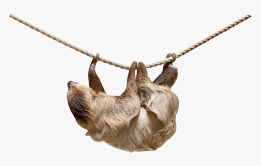 2 Toed Sloth Png - Linnaeus Two Toed Sloth Transparent, Png Download ...