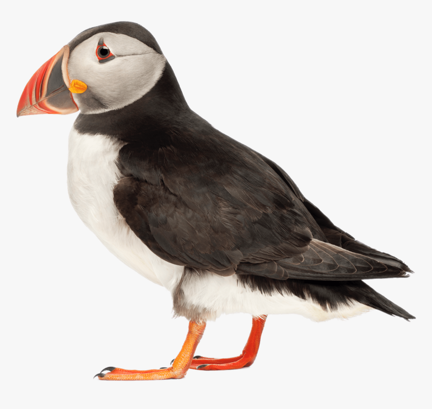Puffin Side View - Puffin Png, Transparent Png , Transparent Png Image ...
