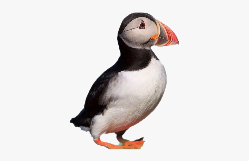 Puffin Png Photos - Atlantic Puffin, Transparent Png , Transparent Png ...