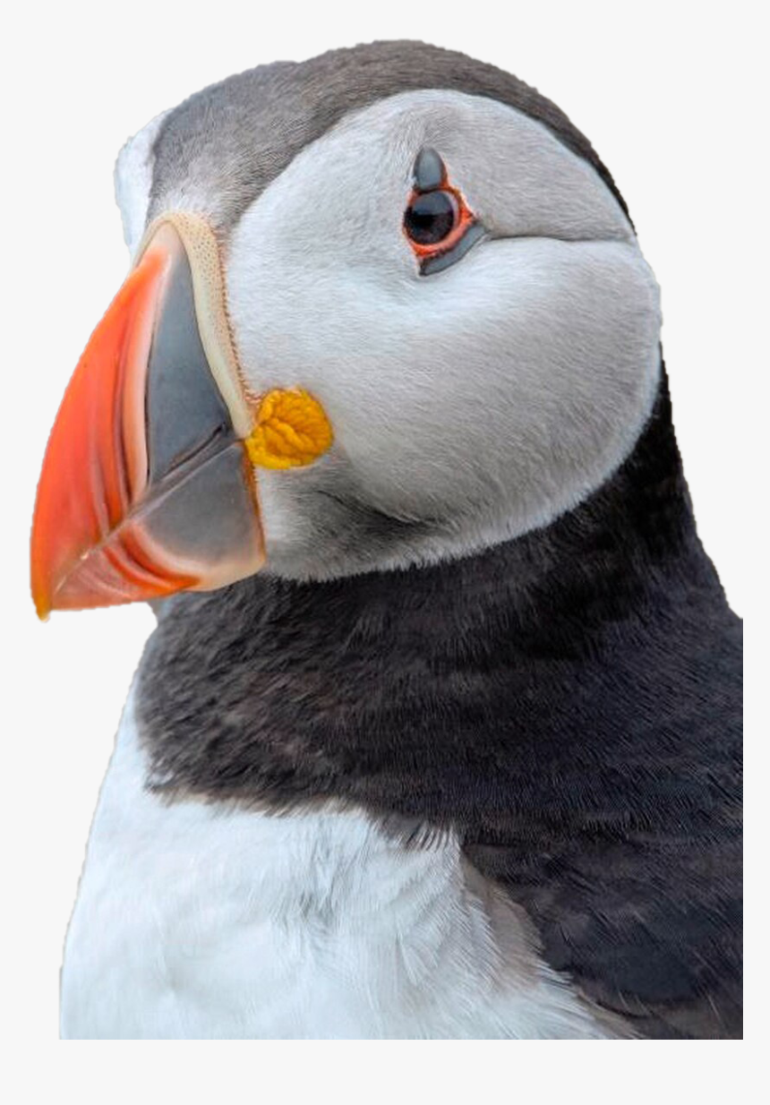 Puffin Png Background Image - Puffins Guernsey, Transparent Png ...